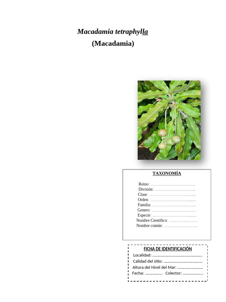 Macadamia Tetraphylla | PDF