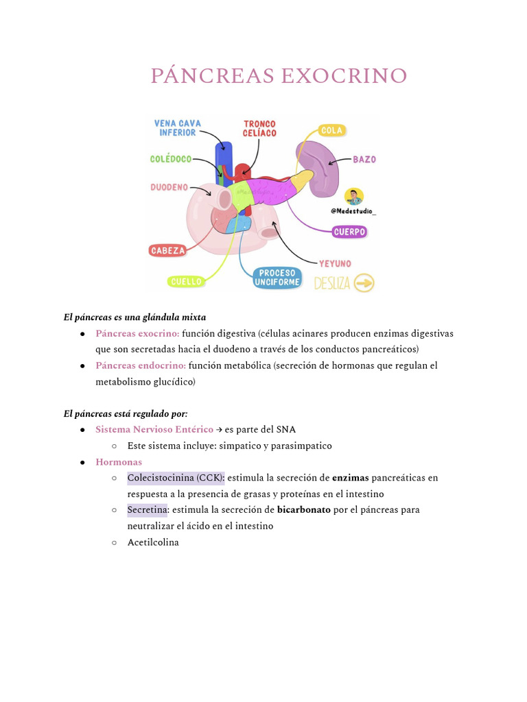 Funciones y Anatomía del Páncreas Exocrino | PDF | Páncreas | Ciencia y ...