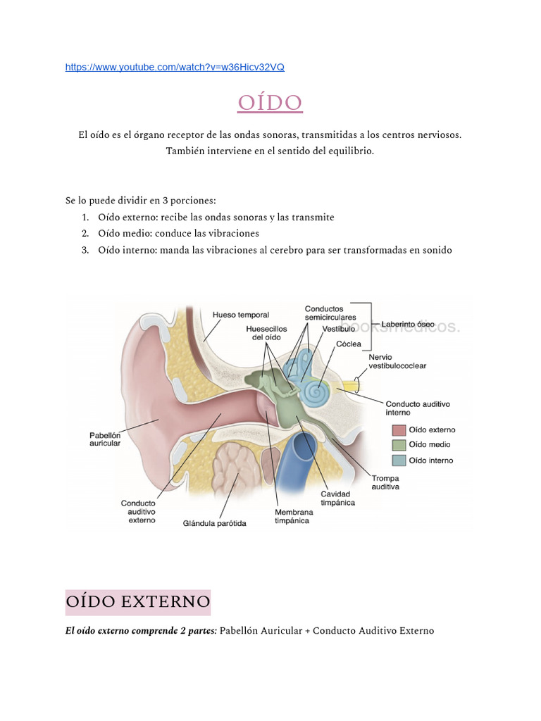Estructura y Función del Oído Humano | PDF | Oído | Otorrinolaringología