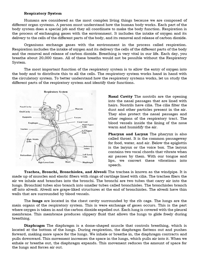 Respiratory System | PDF
