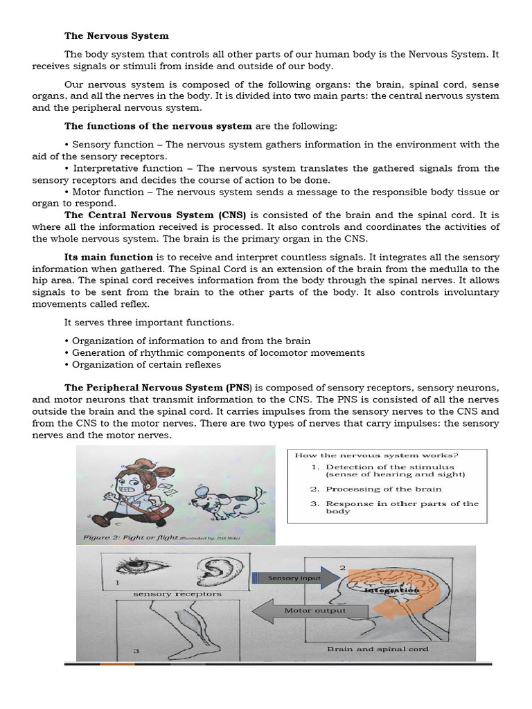 The Nervous System | PDF