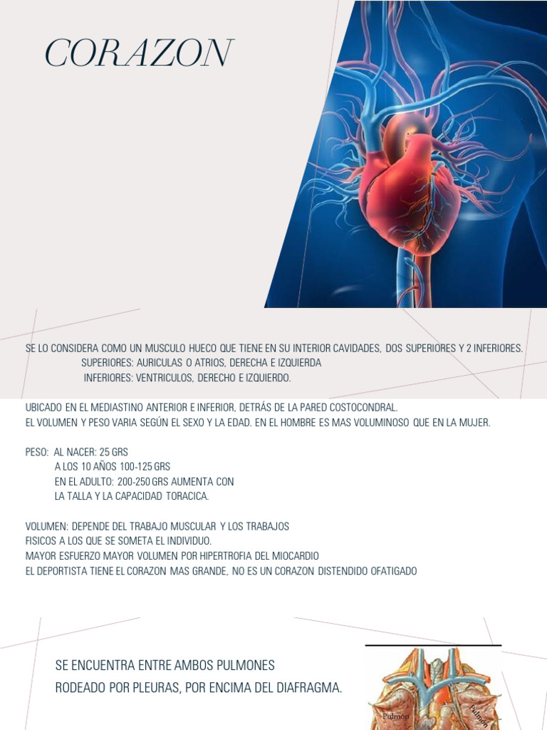 CORAZON | PDF