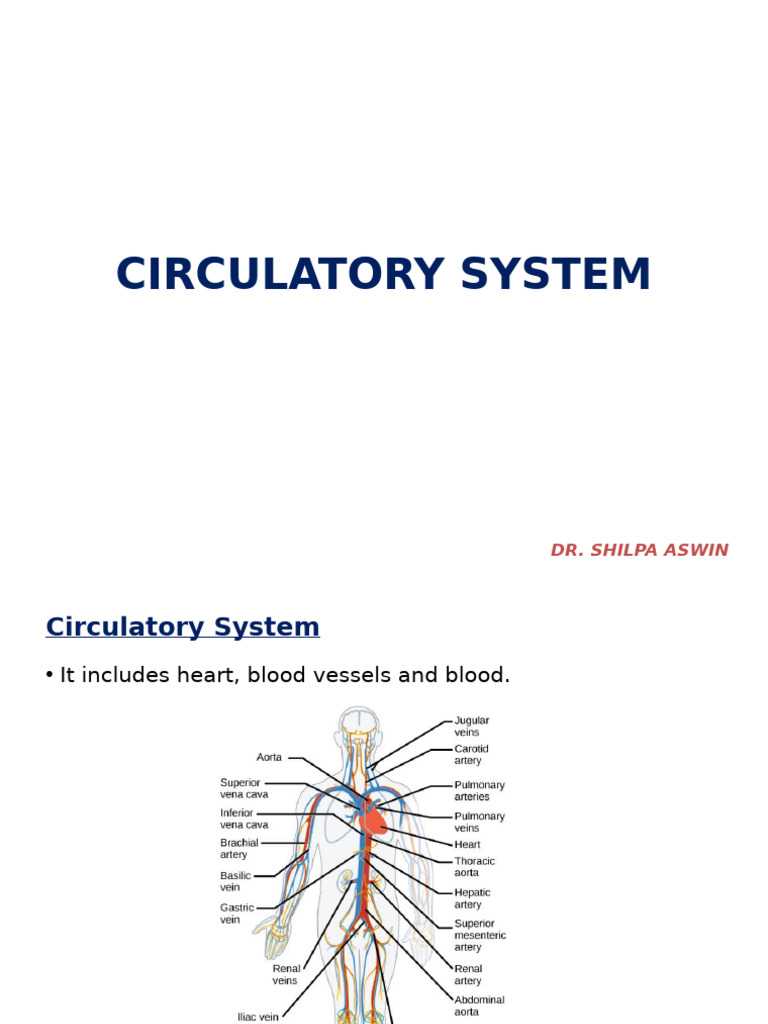 Circulatory System | PDF