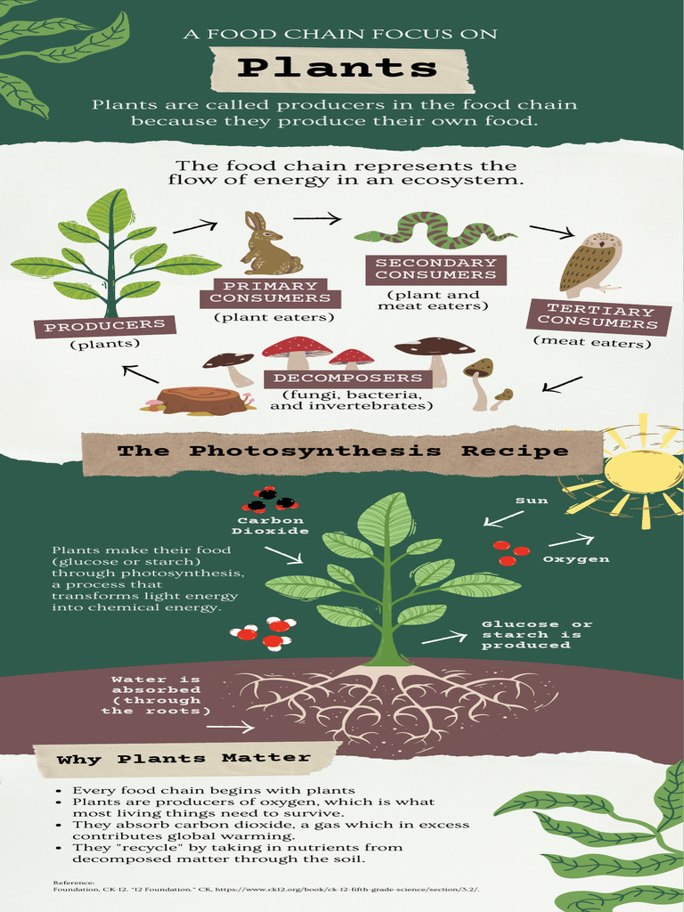 A Food Chain Focus On Plants Science Infographic in Dark Green Beige ...