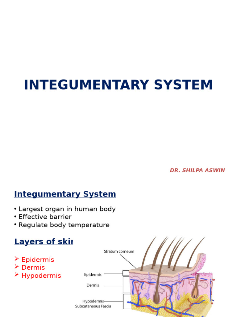 Integumentary System | PDF