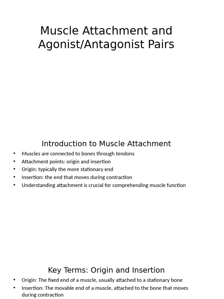 Muscle Attachment and Agonist Antagonist Pairs | PDF