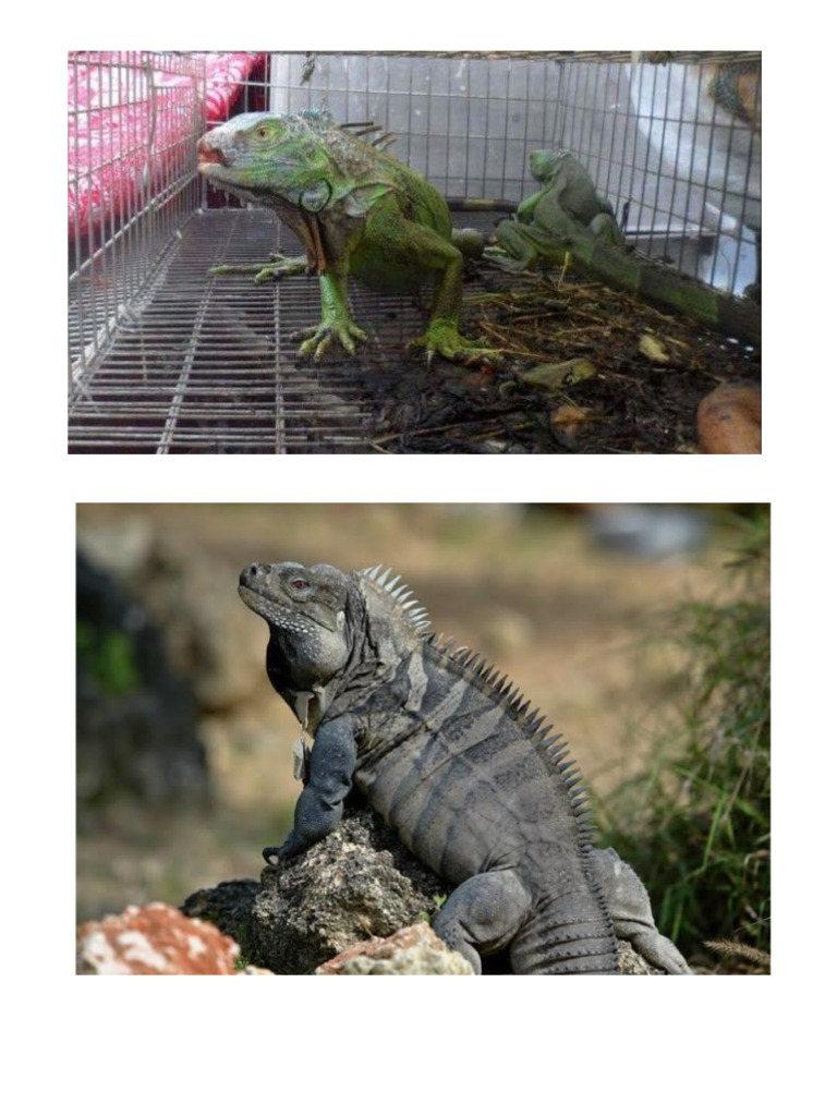 Iguana de Ricord | PDF