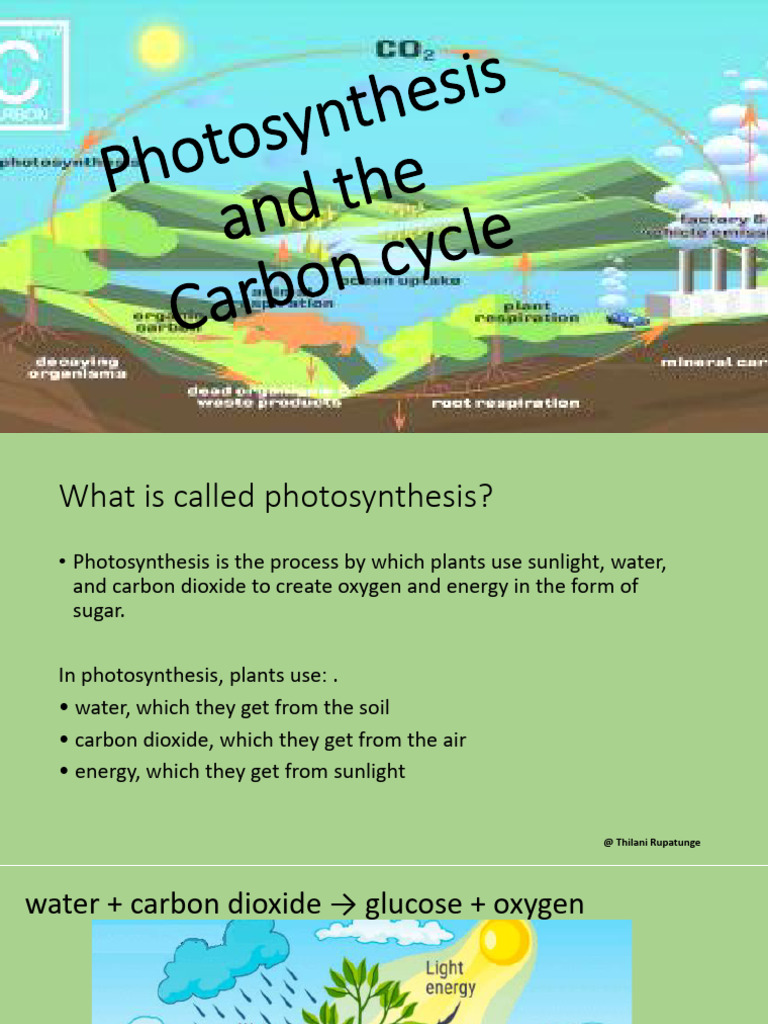 Photosynthesis and Carbon Cycle - Part 01 | PDF