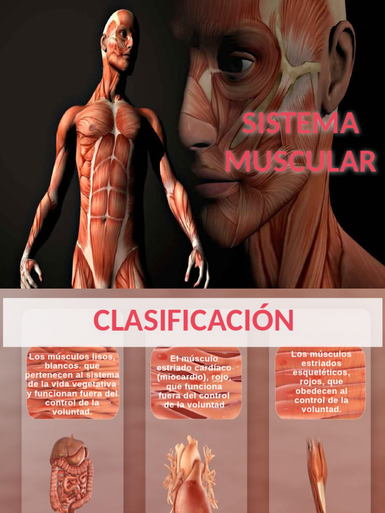 Generalidades Sistema Muscular-1 | PDF