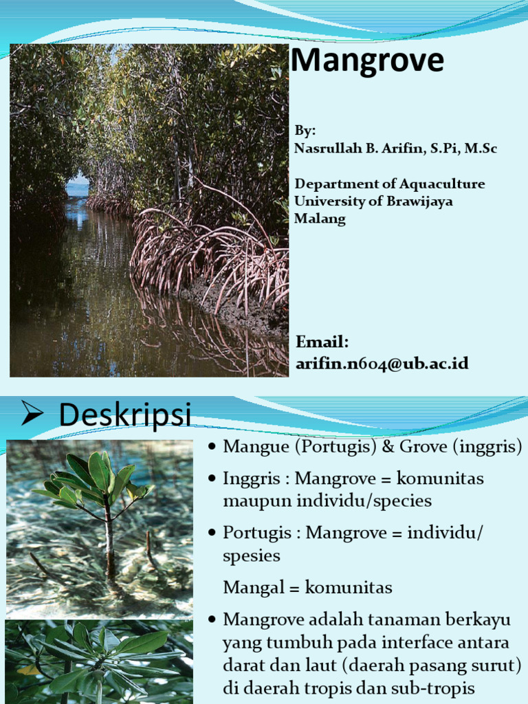 6 Mangrove | PDF
