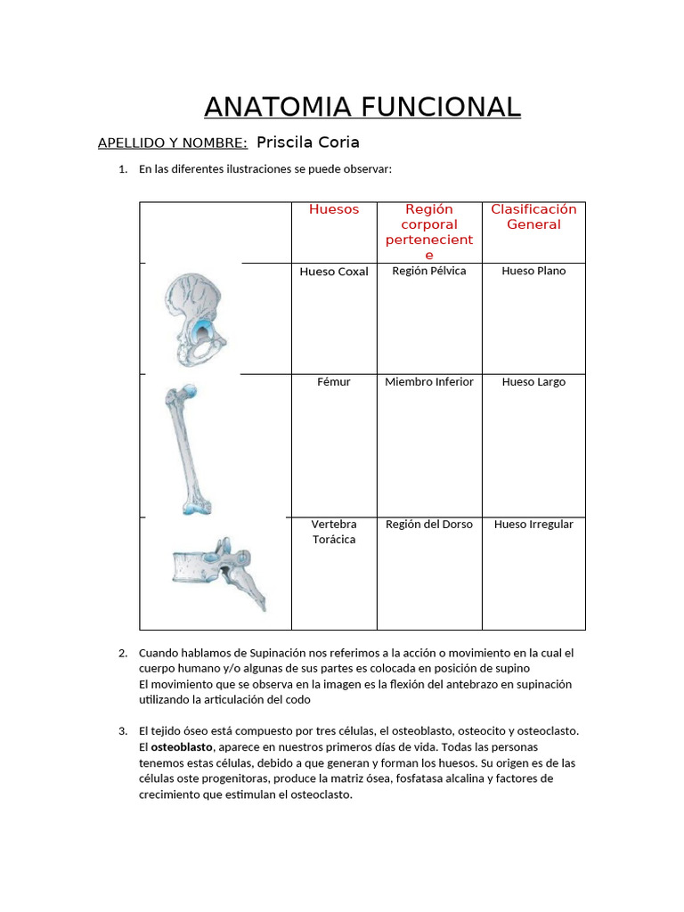 Anatomia Funcional | PDF