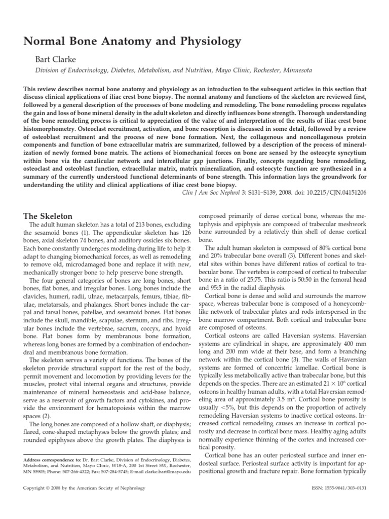 Normal Bone Anatomy and Physiology | PDF | Osteoblast | Bone