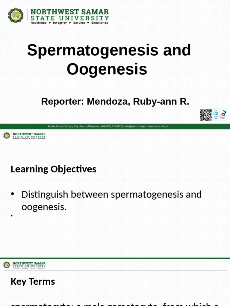 Spermatogenesis and Oogenesis | PDF