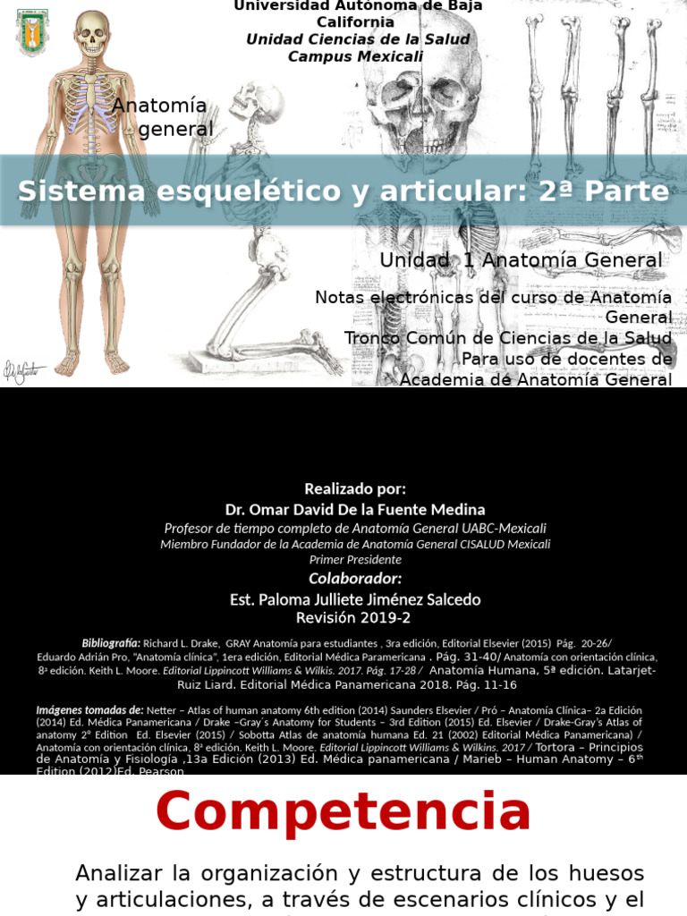 Sistema Esqueletico y Articular 2a Parte ED 2019-2 | PDF