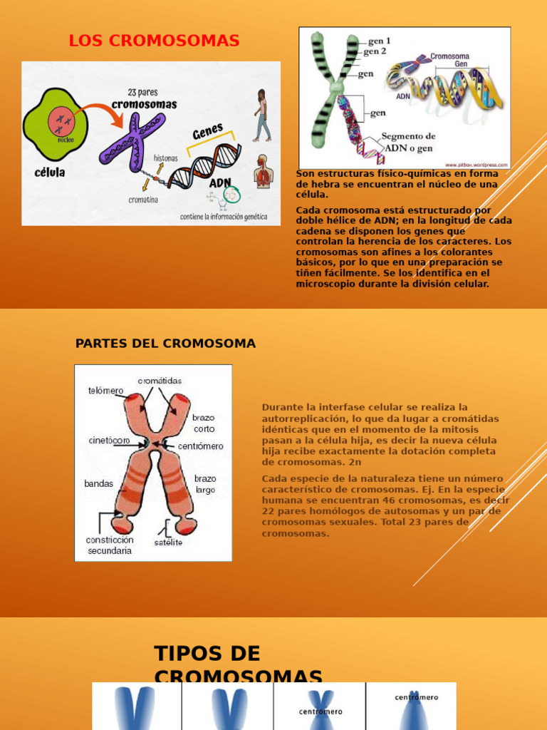 3 Los Cromosomas | PDF