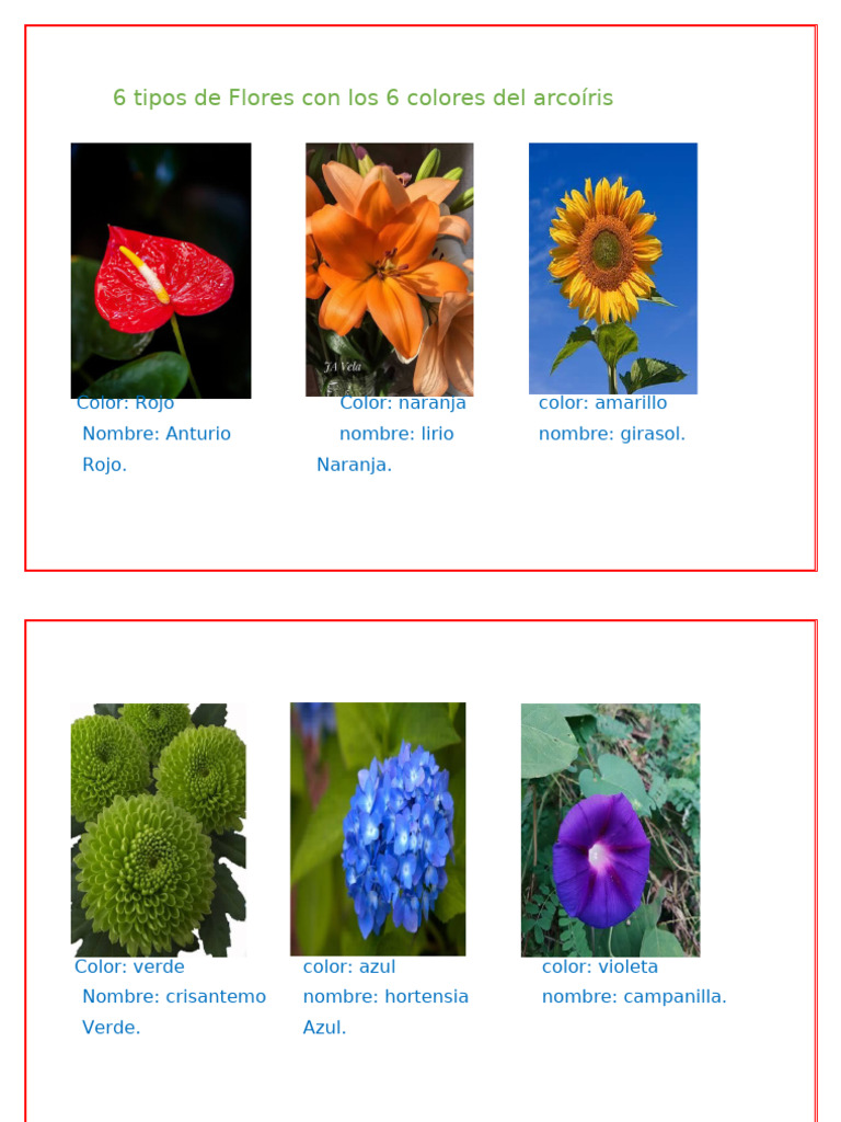 6 Tipos de Flores Con Los 6 Colores Del Arcoíris | PDF