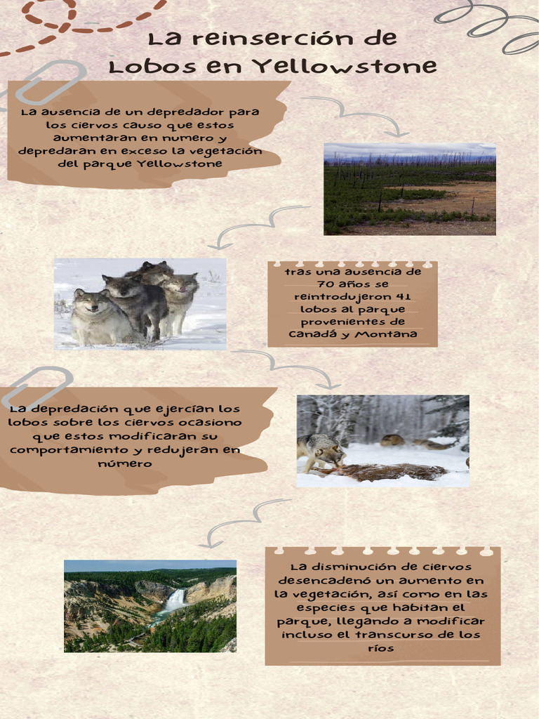 Infografia lobos de Yellowstone_Gabriel Mazo | PDF