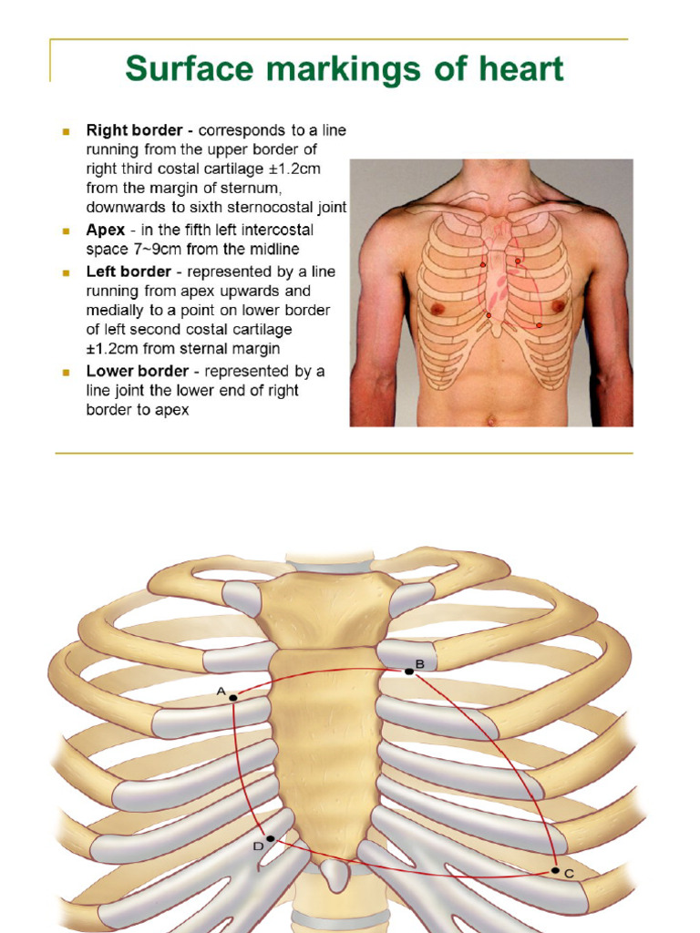 Surface Anatomy | PDF