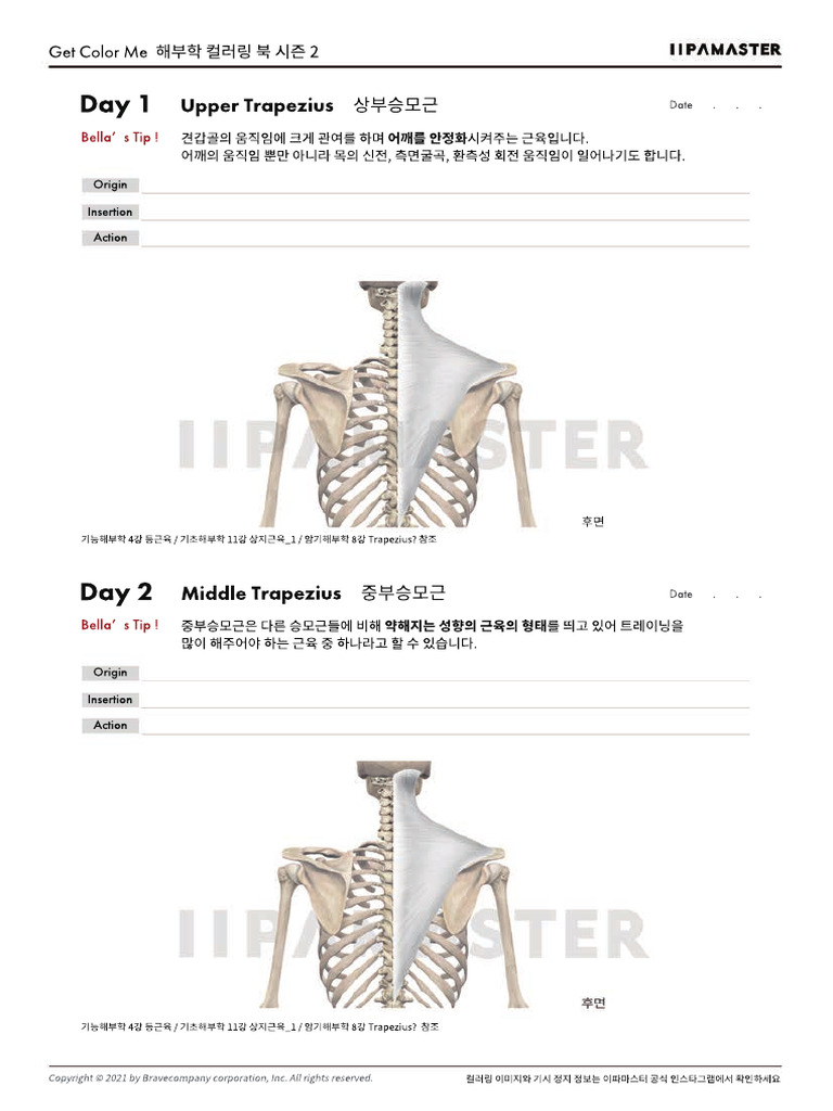 Day 1-2. Upper&Middle Trapezius | PDF