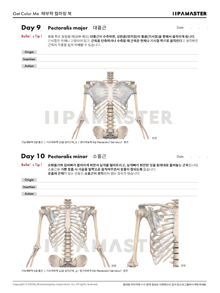 Day 9-10. Pectoralis major_minor | PDF