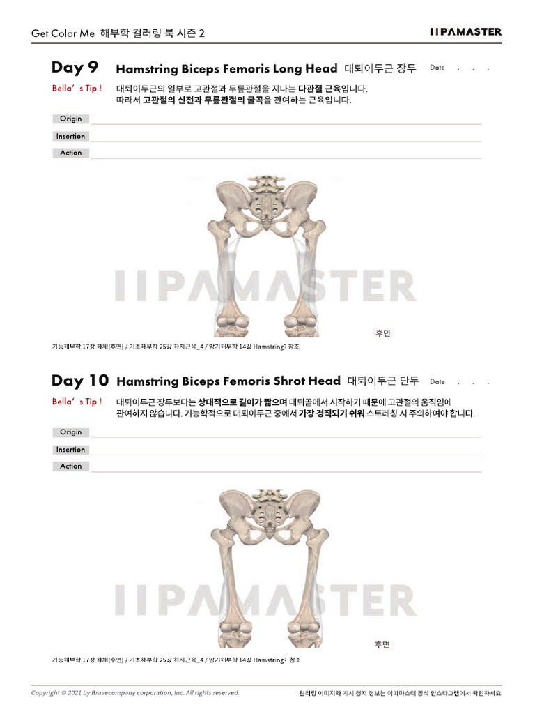 Day 9-10. Hamstring Biceps Femoris Long&Short Head | PDF