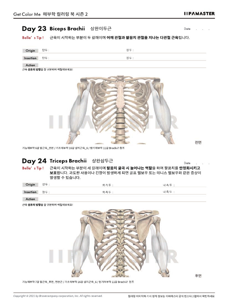 Day 23-24. Biceps Brachii & Triceps Brachii | PDF