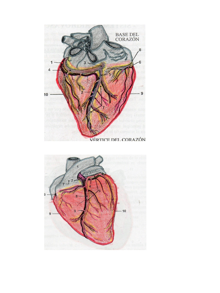 Anatomia Corazon 2 | PDF