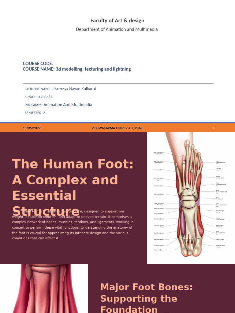 The Human Foot A Complex and Essential Structure | PDF
