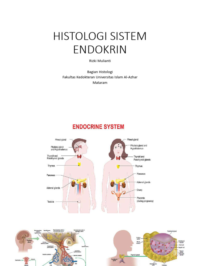 Histologi Sistem Endokrin | PDF