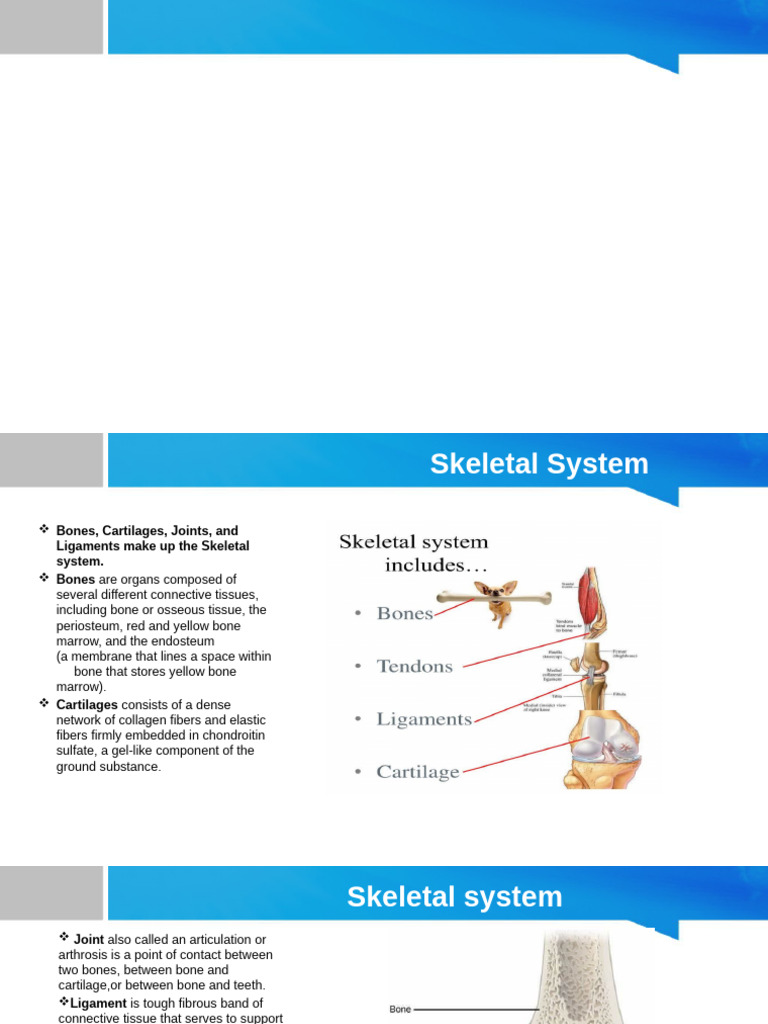 Anatomy G4.Pptx 9new) | PDF