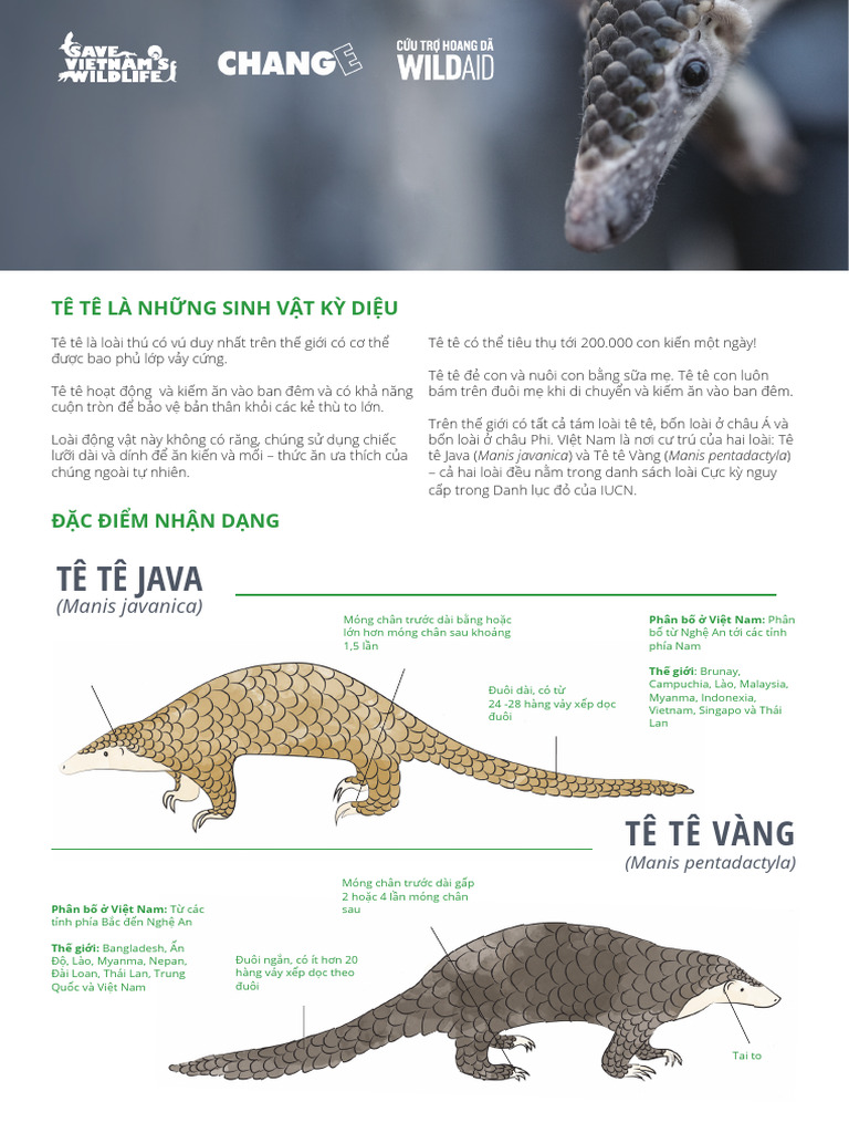 Leaflet Pangolin Info 1 | PDF