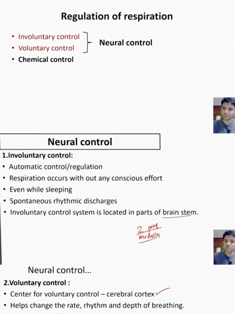 Neural Regulation of Respiration | PDF