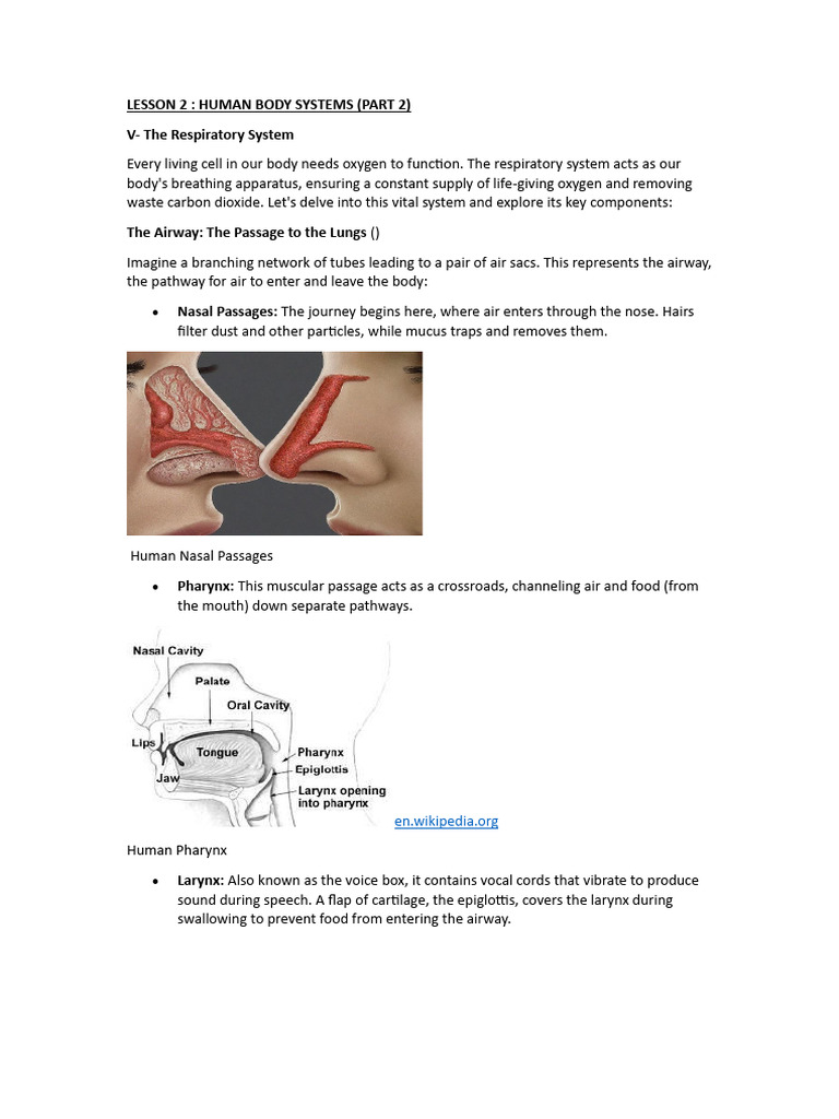 Lesson 2 Human Body Systems (Part 2) | PDF