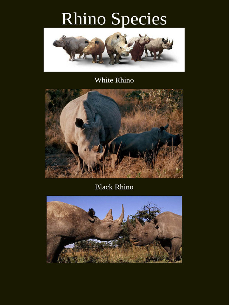 Rhino Species | PDF