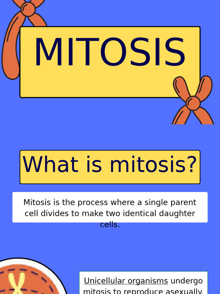 Mitosis Science Presentation in Blue Yellow Flat Graphic Style | PDF
