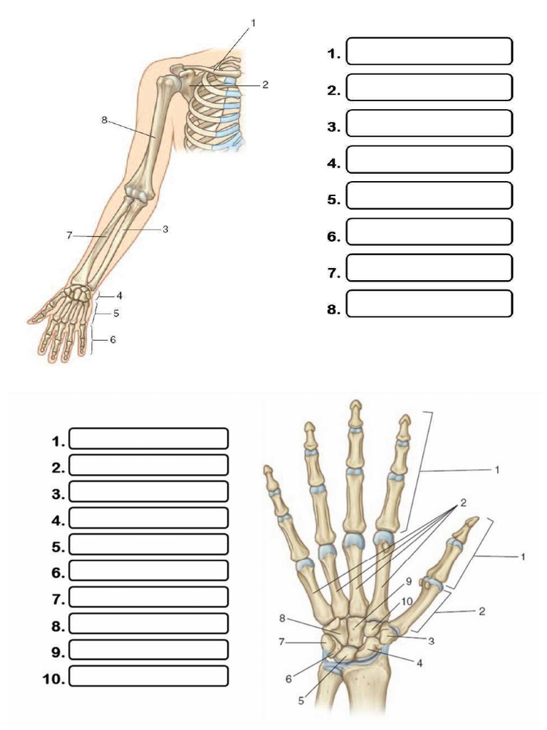 Ficha de Trabalho - Membro Superior | PDF