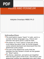 Anatomy of the Pelvis Explained | PDF | Pelvis | Vertebra