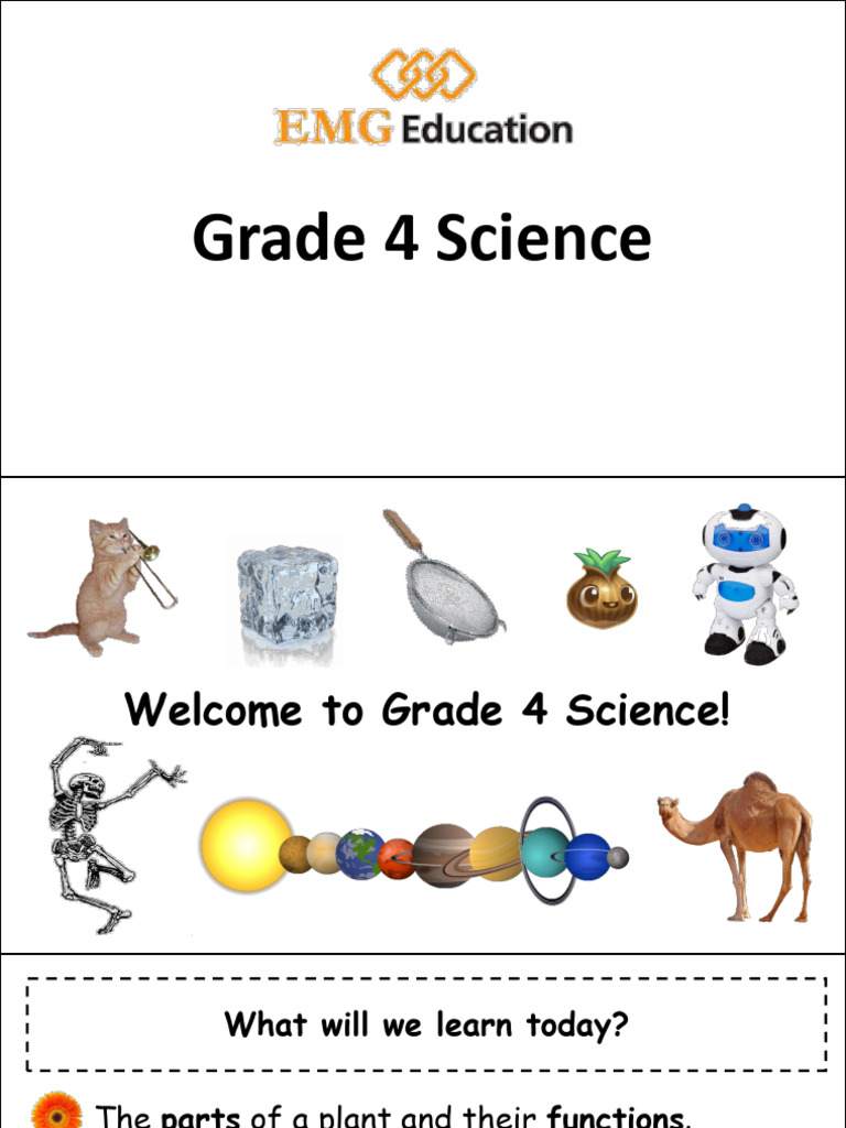 maths-and-science-week-1-science | PDF | Leaf | Root