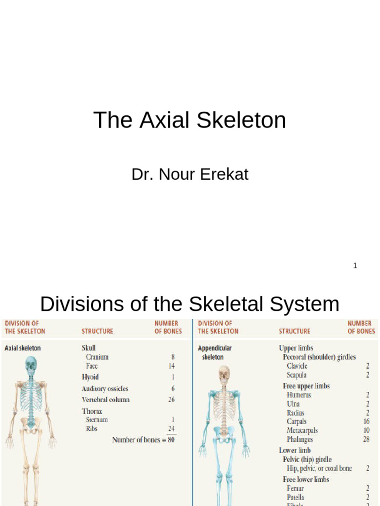 Axial Skeleton Skull Anatomy Overview Pdf
