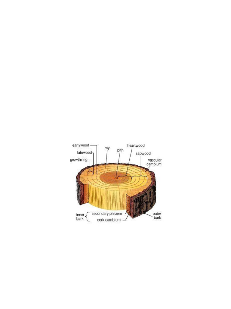Structural | PDF | Wood | Trees
