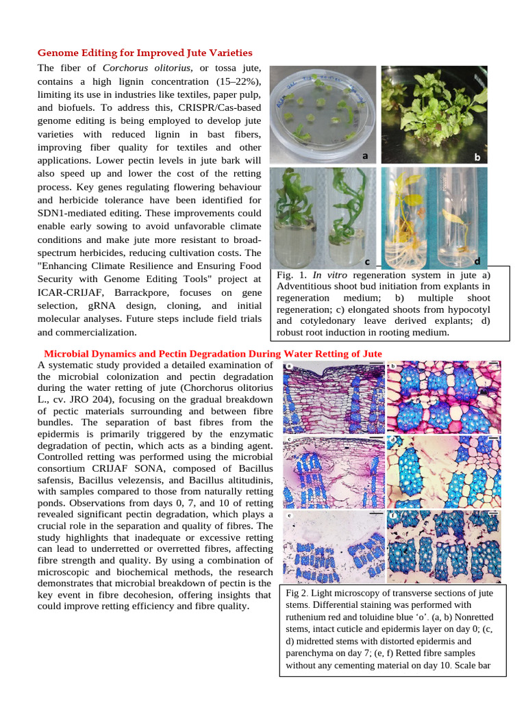 S Datta DARE Report 2024 | PDF | Jute | Biology