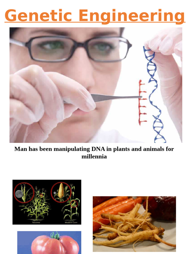 Genetic-Engineering | PDF | Ploidy | Selective Breeding