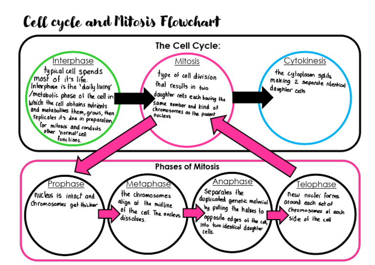 Mitosis Flowchart | PDF