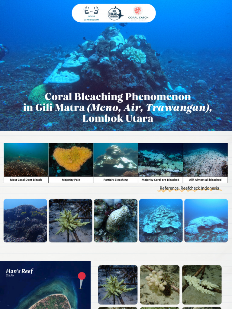 Coral Bleaching in Gili Matra, Lombok Utara - GMB | PDF