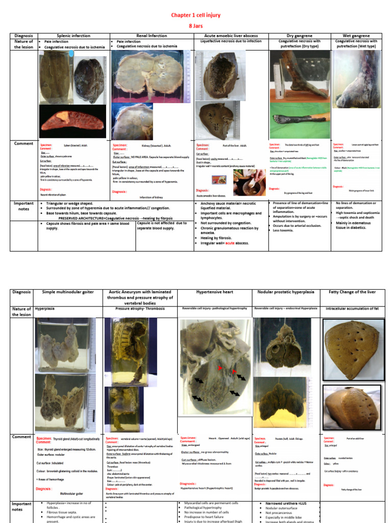 Cell Injury Diagnosis and Lesions Guide | PDF | Necrosis | Ischemia