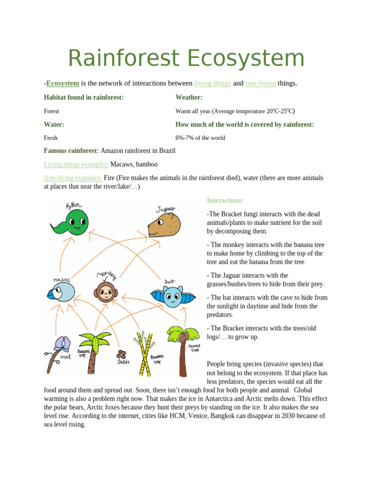 Rainforest info sheet | PDF | Rainforest | Trees