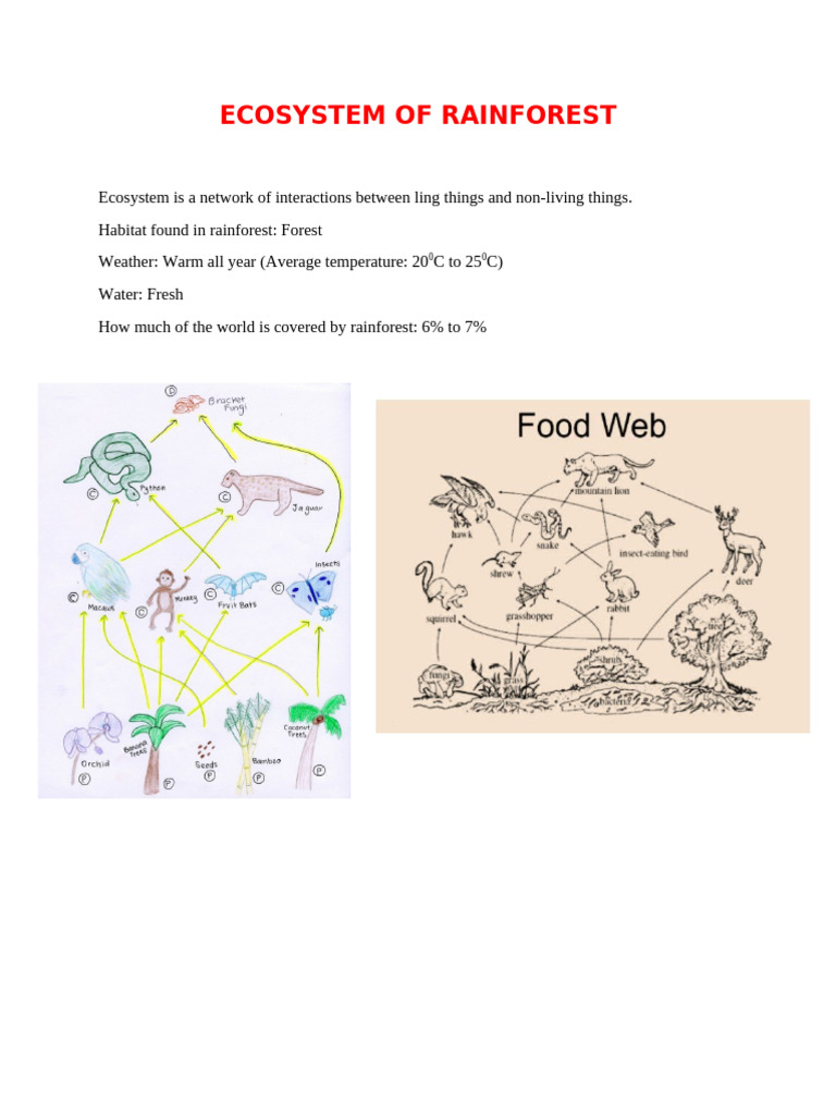 Ecosystem of Rainforest | PDF | Science & Mathematics