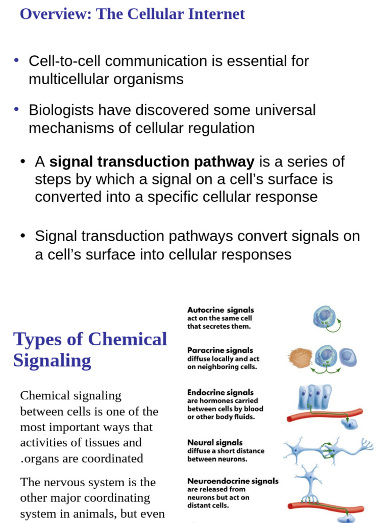 Chemical Signaling Mechanisms Explained | PDF | Cell Signaling | Signal ...