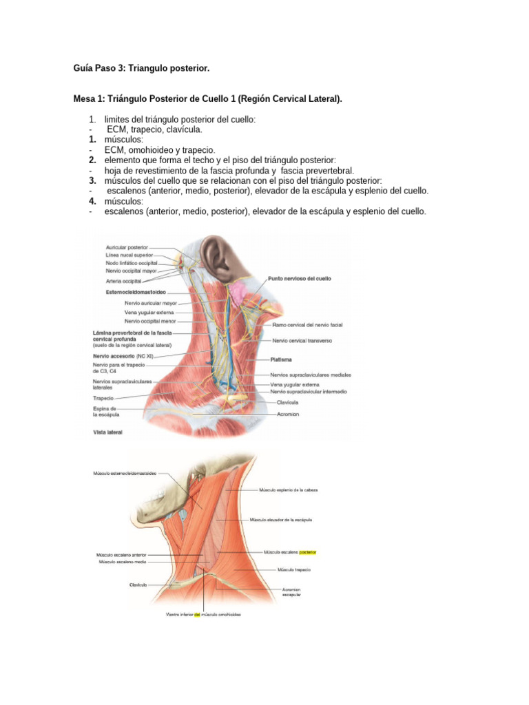 Guía Paso 3 Cuello MED213 Triángulo posterior | PDF | Anatomía humana | Cabeza y cuello humanos