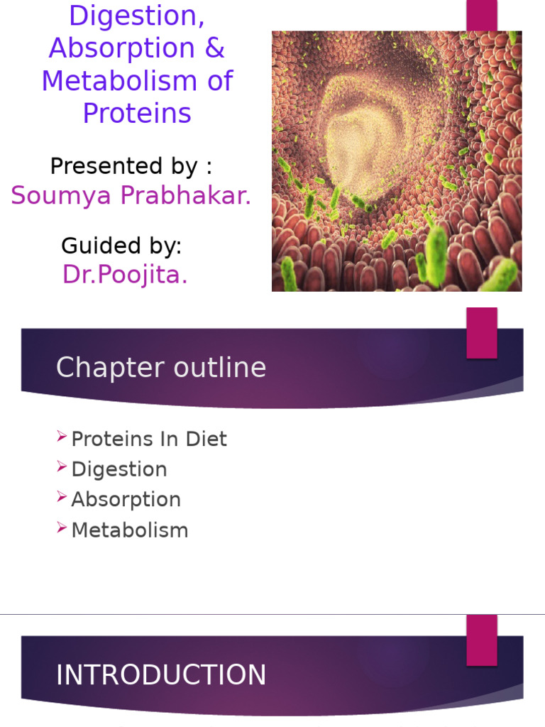Protein Digestion Absorption Metabolism | PDF | Digestion | Proteolysis